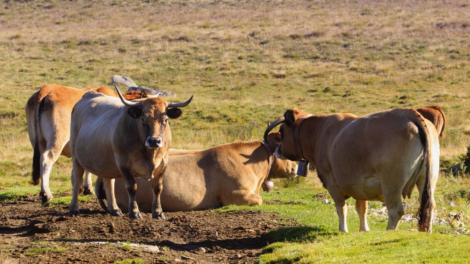 La race bovine Aubrac - Le blog - Ollca