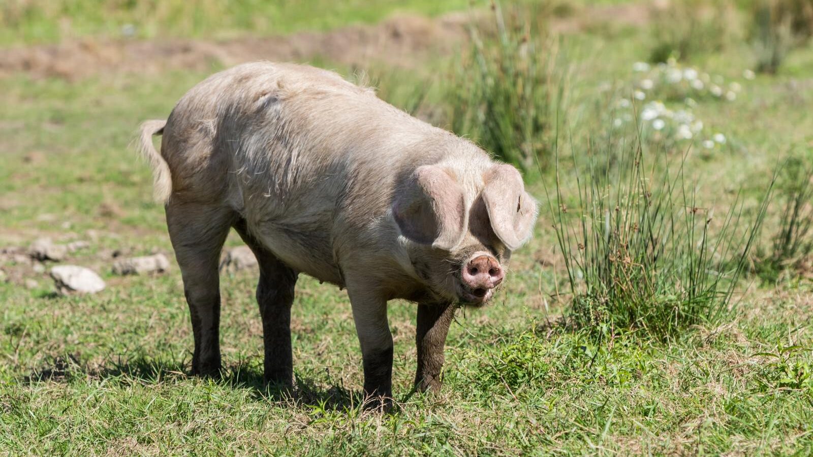 Race de porc : Blanc de l'Ouest - Le blog - Ollca